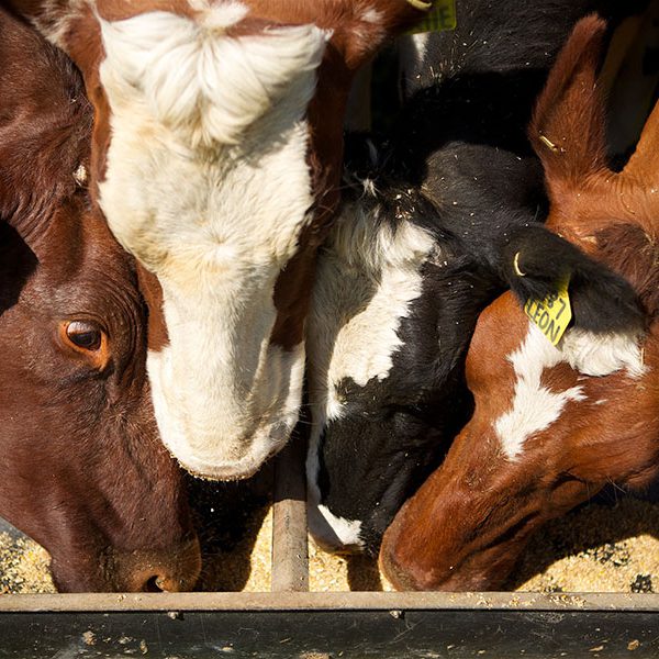 Stay Updated With The News! | Reid Stockfeeds