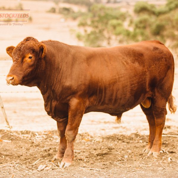 Grow em Up (Cow Food) | REID Stockfeeds | Australia