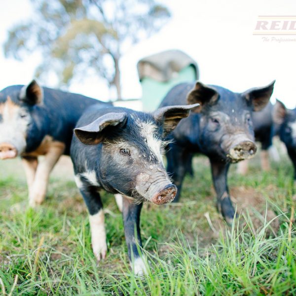 Weaner Sow | Reid Stockfeeds