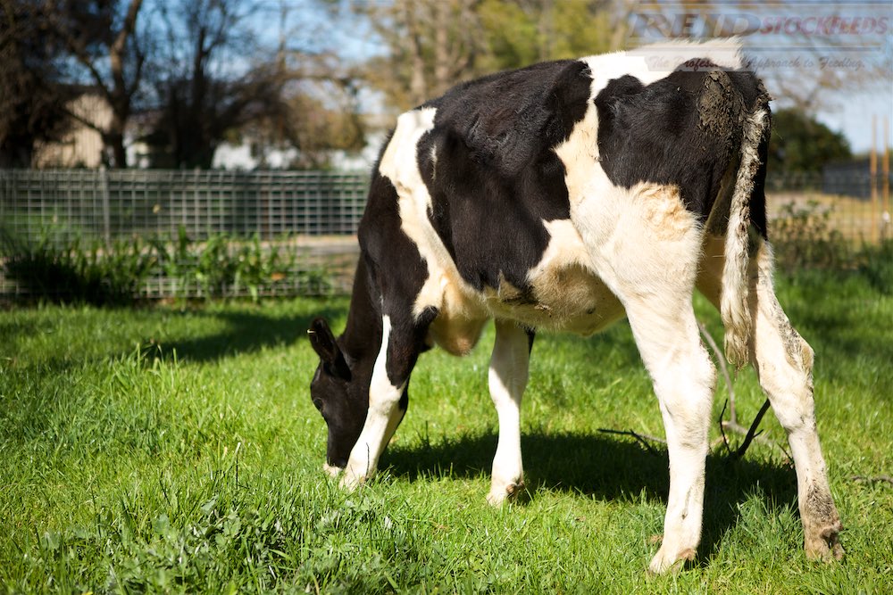 Calf Rearer | Product | Reid Stockfeeds Trusted Performance