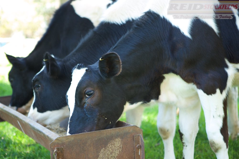 Shop Calf Rearer Feed | Product | Reid Stockfeeds