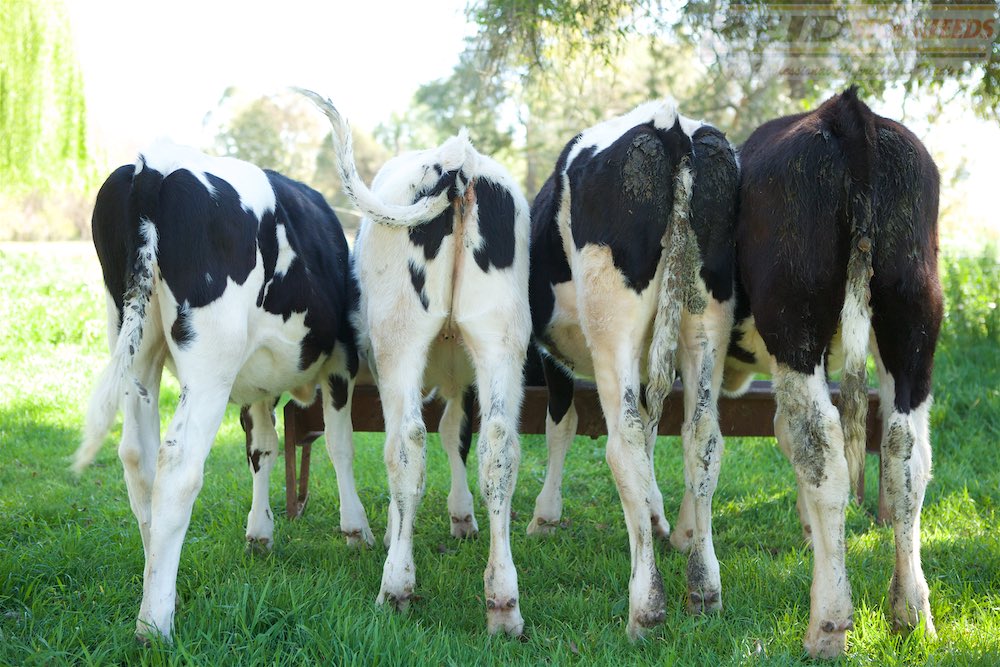 Calf Rearer | Product | Reid Stockfeeds Trusted Performance