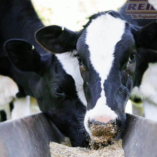 Calf Rearer | Product | Reid Stockfeeds Trusted Performance