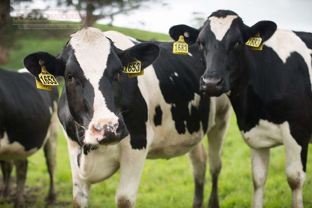 Understanding Pasture Quality | REID Stockfeeds AU