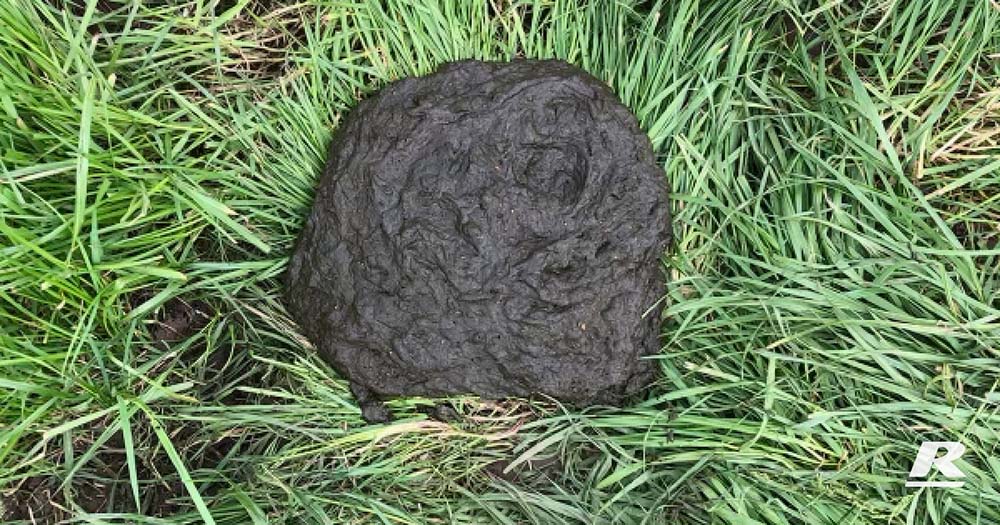 Understanding Of What Animal Poo Can Tell You Understanding Of What Animal Poo Can Tell You